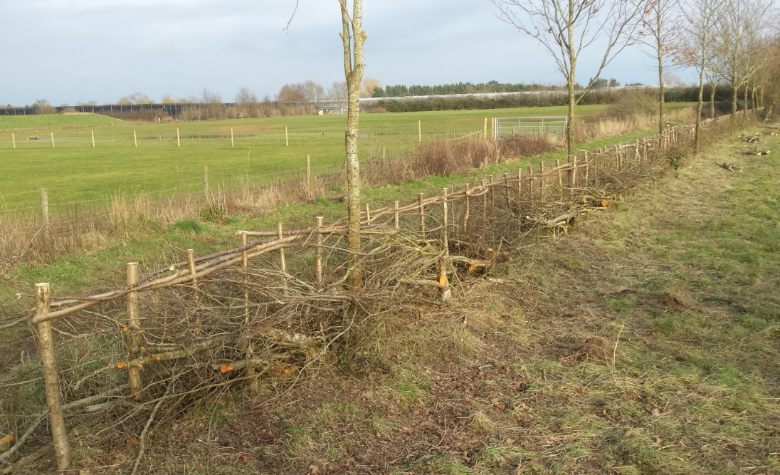 Hedge Laying
